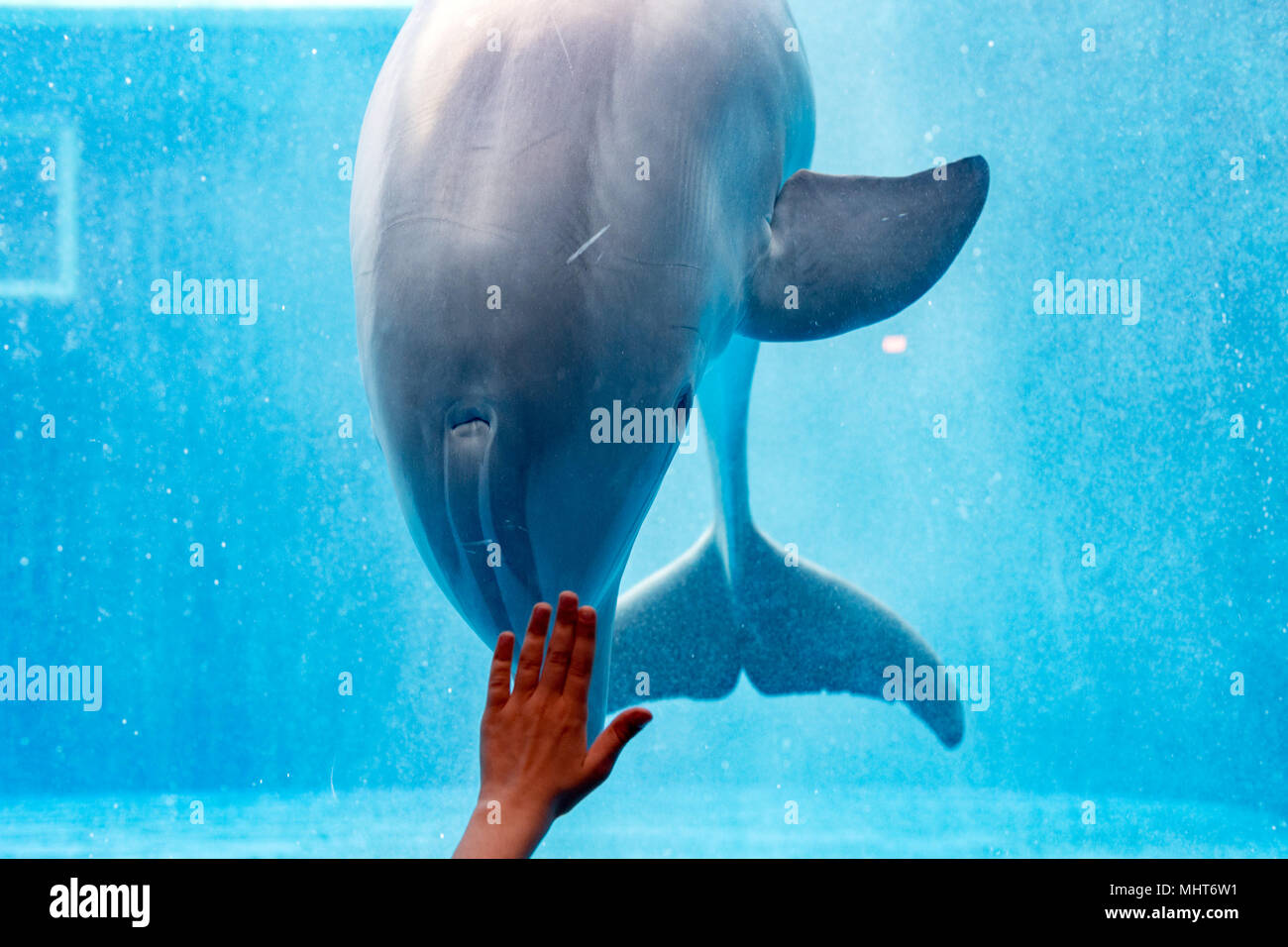 Scuba diver touching dolphin hi-res stock photography and images - Alamy