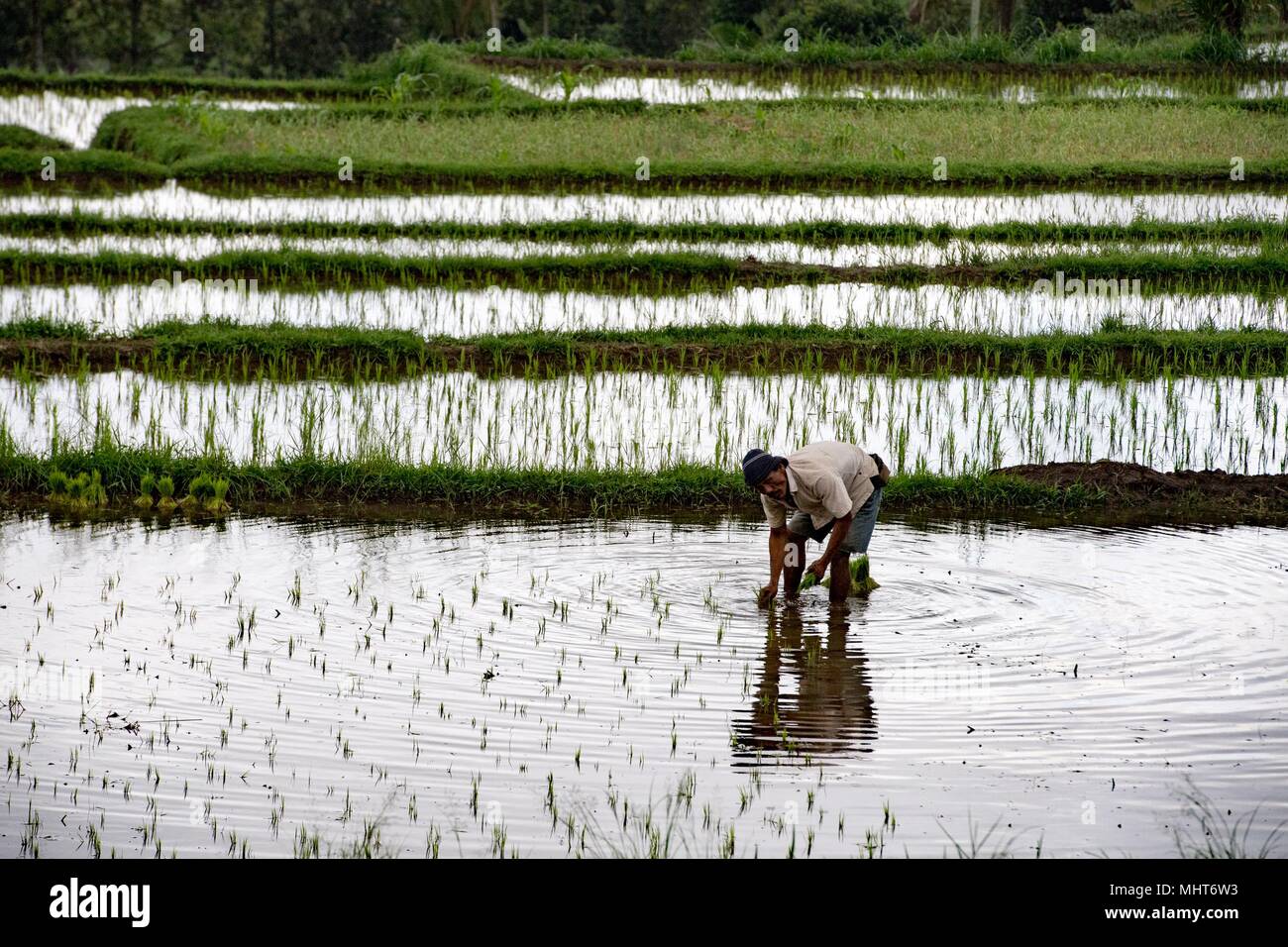 BALI, INDONESIA - AUGUST 17 2016 - people while growing and farming ...