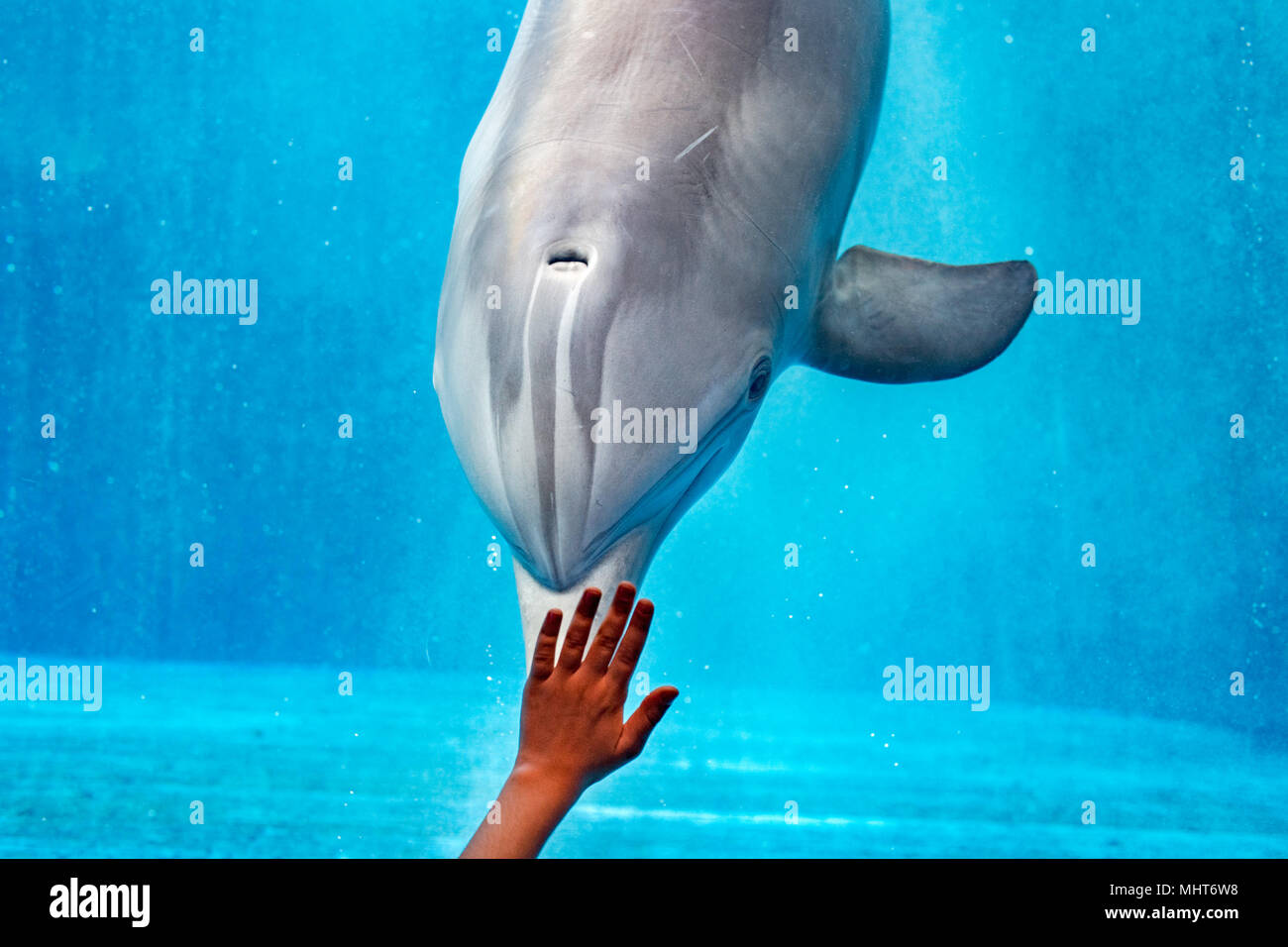 dolphin underwater in aquarium looking at you touching human hand Stock ...