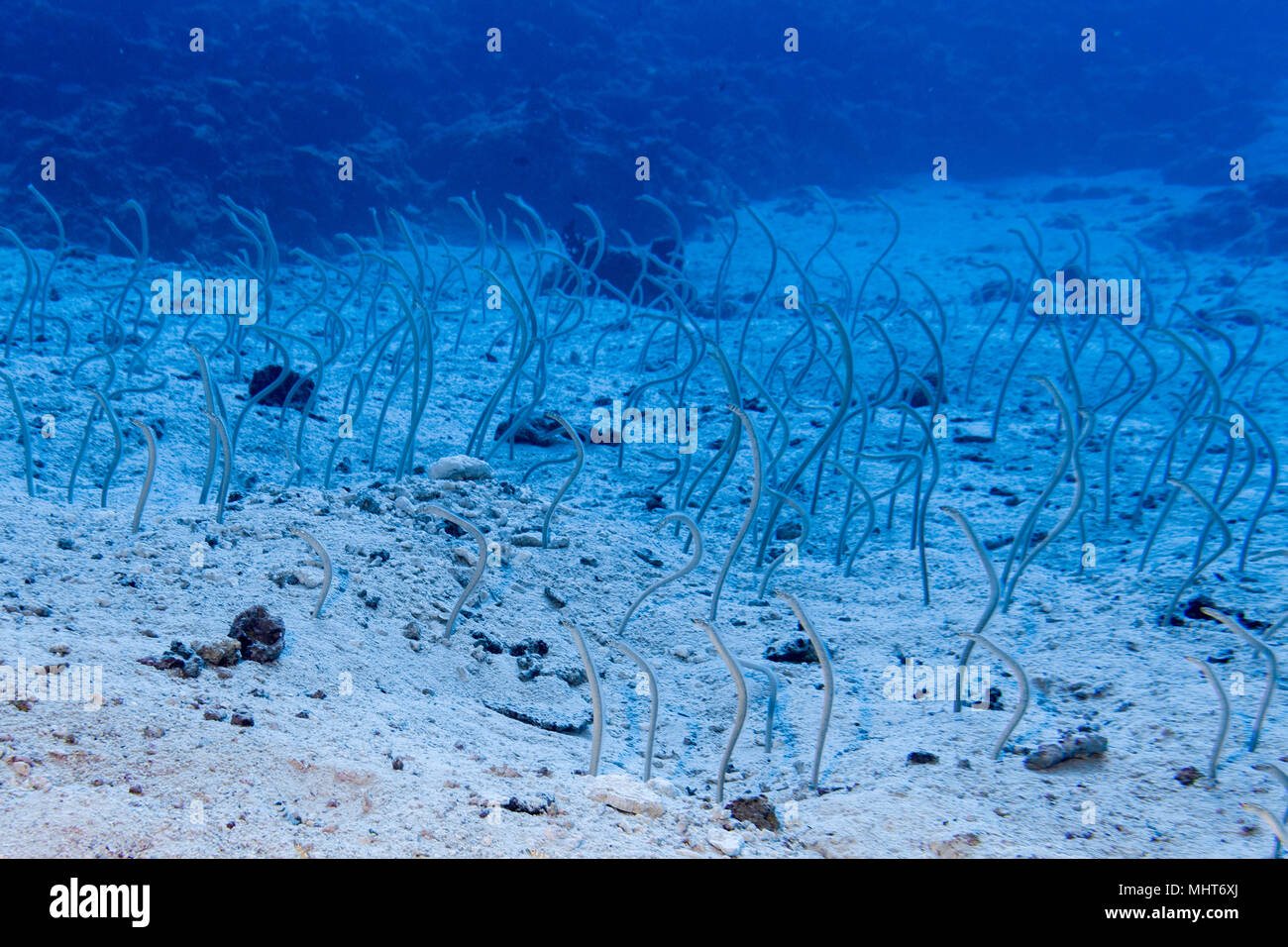 Snake fish hiding in the sand in Maldives Stock Photo - Alamy