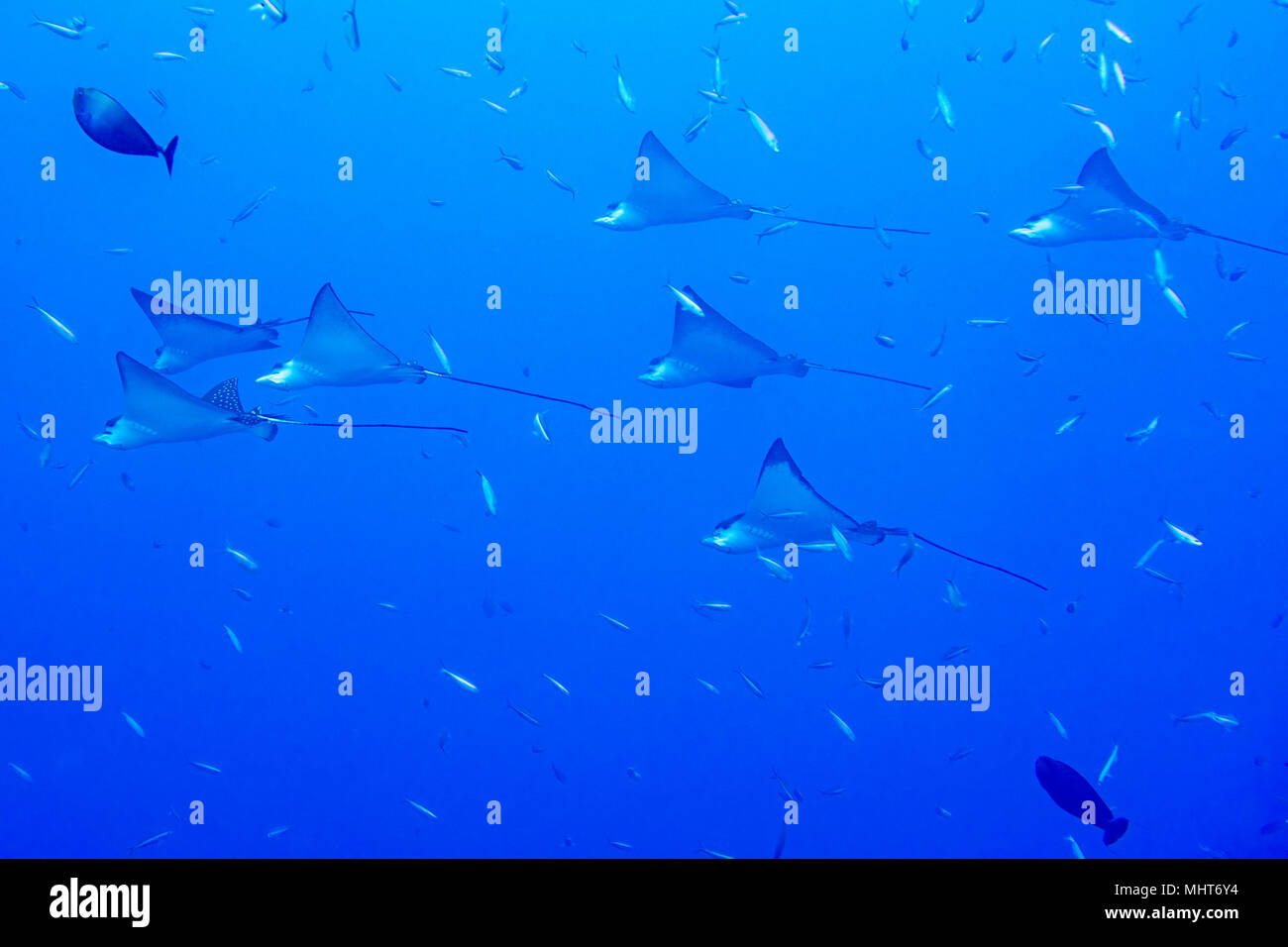 Parrot fish in maldives hi-res stock photography and images - Alamy