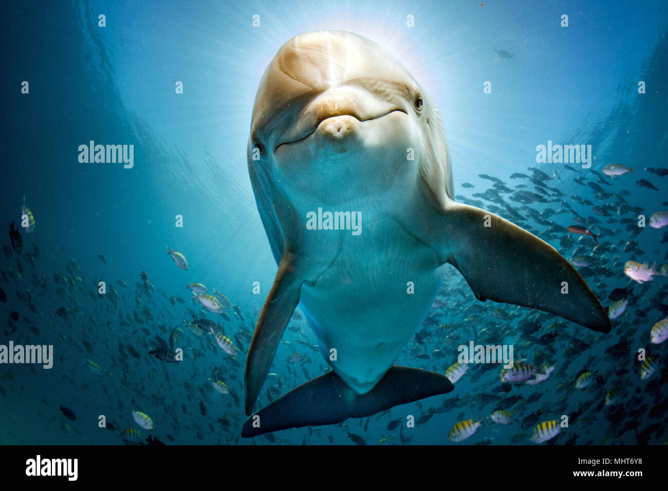 dolphin underwater on reef background looking at you Stock Photo - Alamy