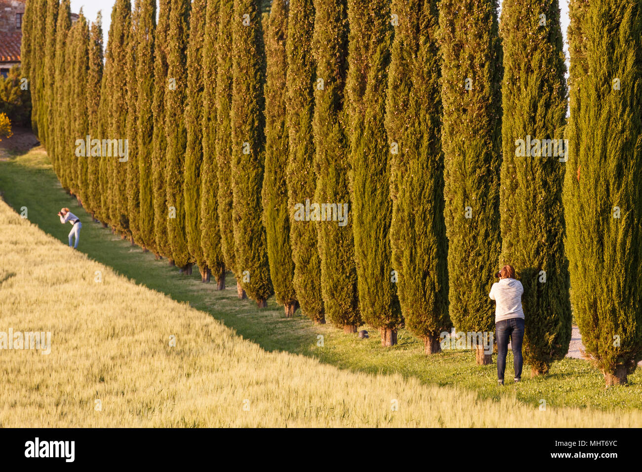 Tuscany landscape, tree and meadow, Italy Stock Photo - Alamy