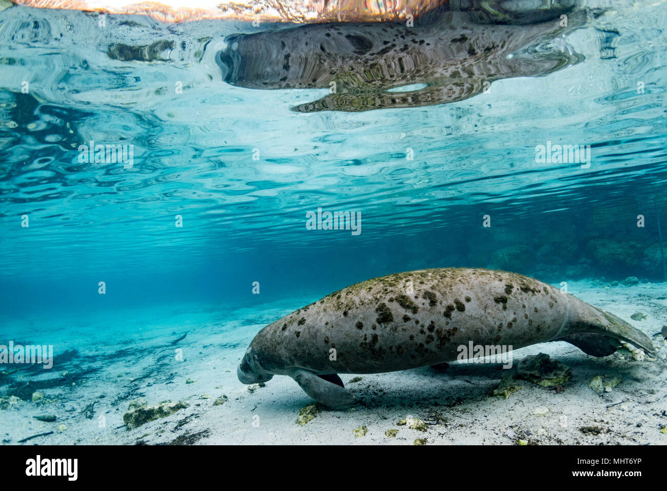 manatee close up portrait underwater in crystal river Stock Photo - Alamy