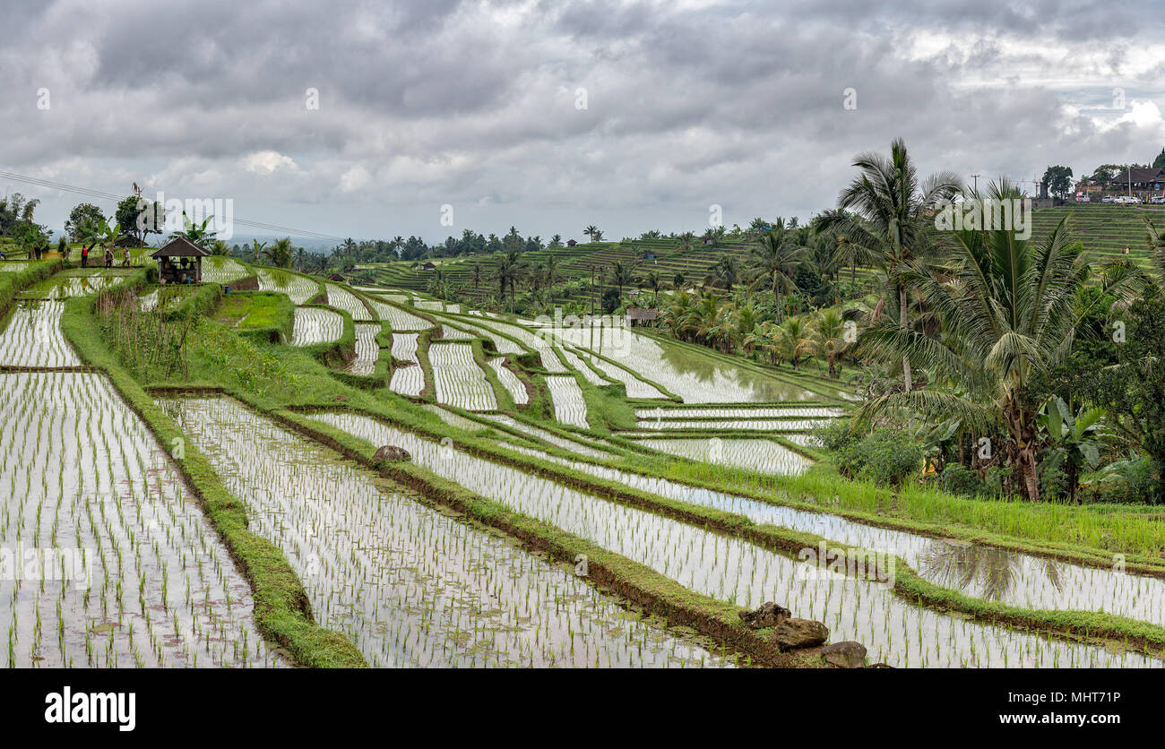 bali rice field huge panorama landscape large poster view Stock Photo ...