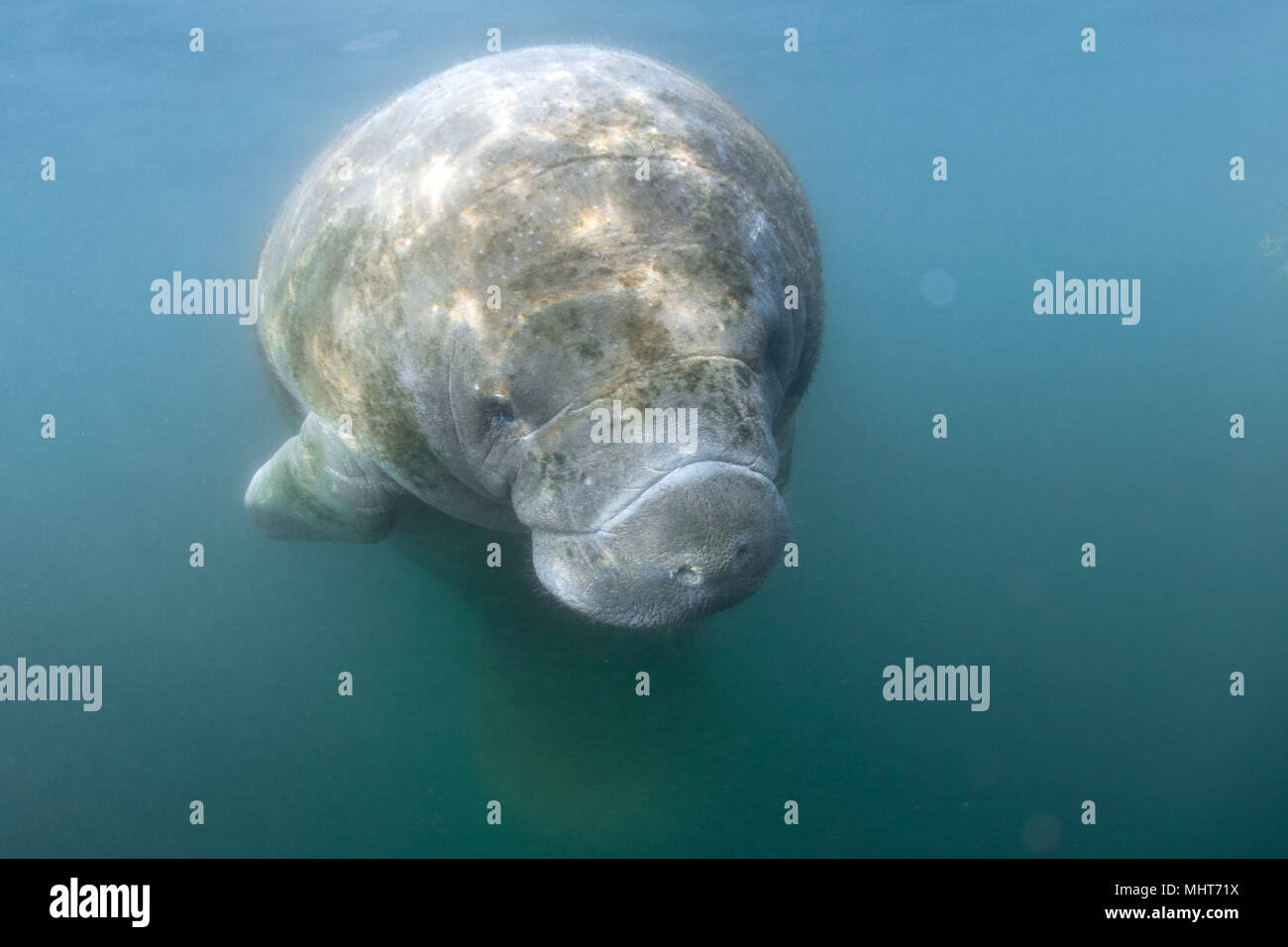 Manatee hi-res stock photography and images - Alamy