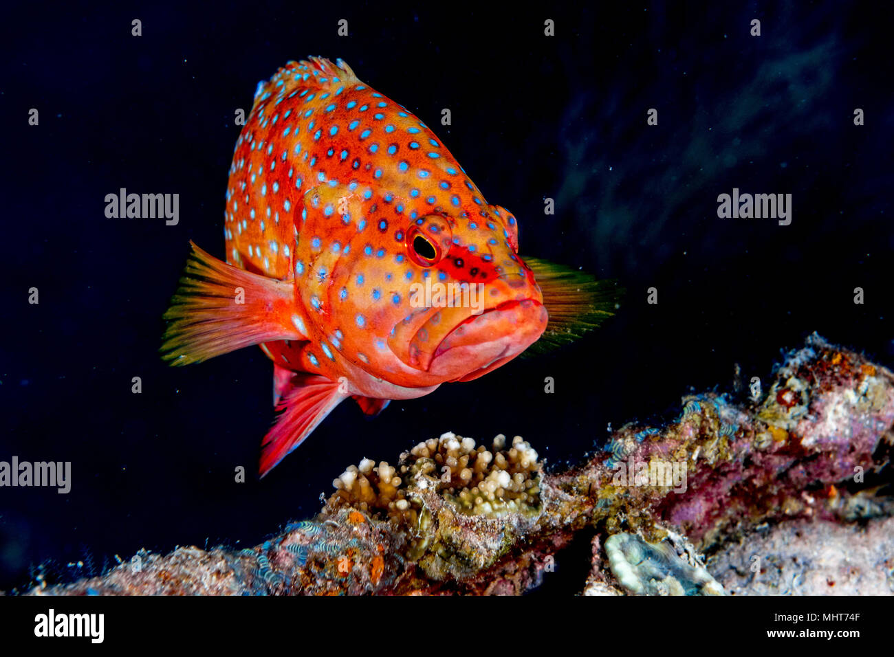 colorful grouper on the reef background Stock Photo - Alamy