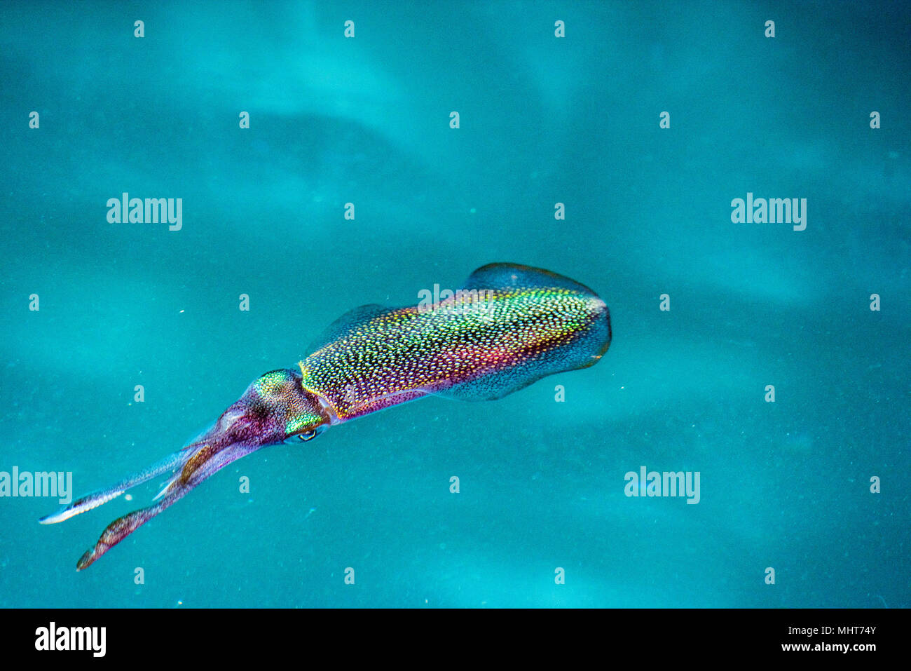 Colorful Squid cuttlefish underwater close up portrait in maldives ...