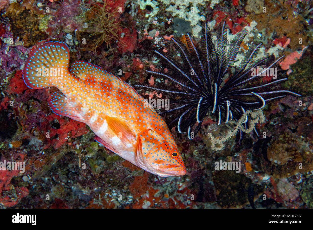colorful grouper on the reef background Stock Photo - Alamy