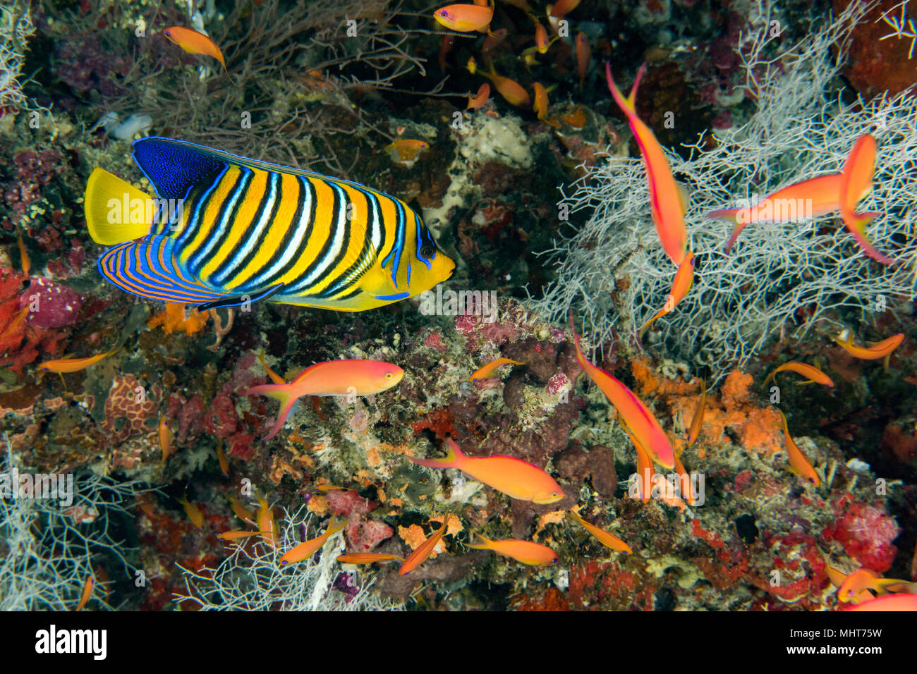 Black coral angel fish hi-res stock photography and images - Alamy