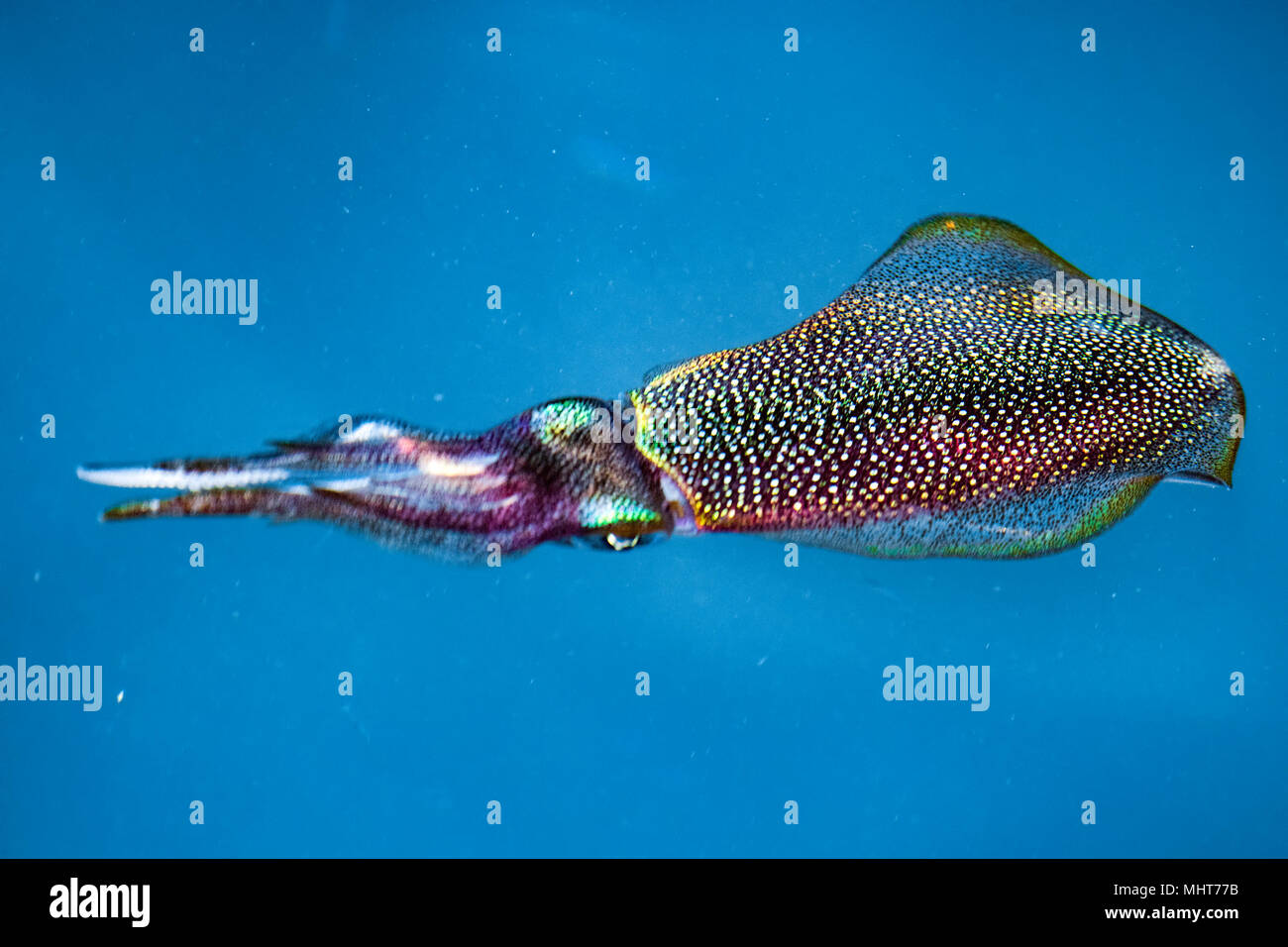 Colorful Squid cuttlefish underwater close up portrait in maldives ...