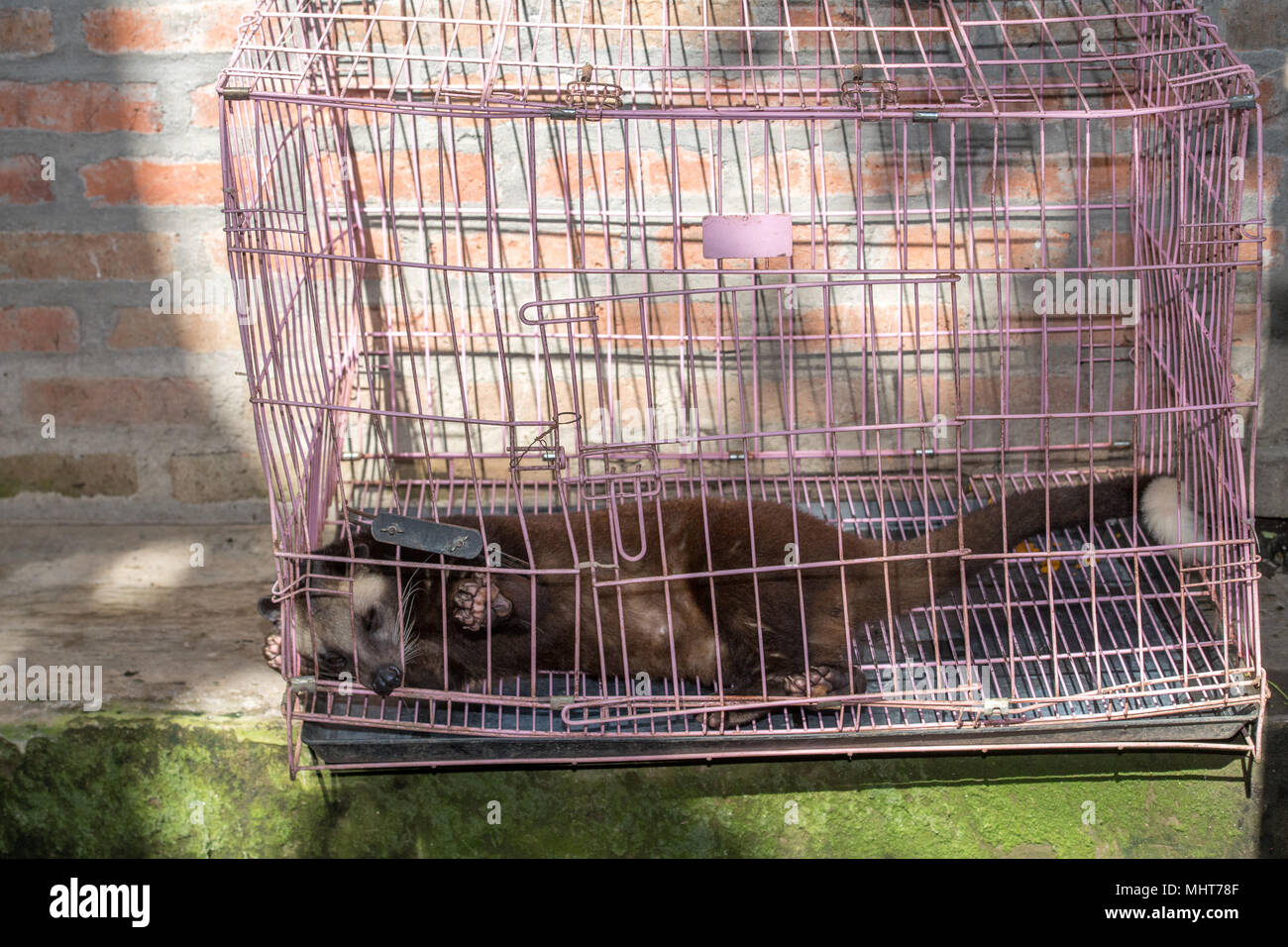 Mongoose Kopi luwak is coffee that includes part-digested coffee ...