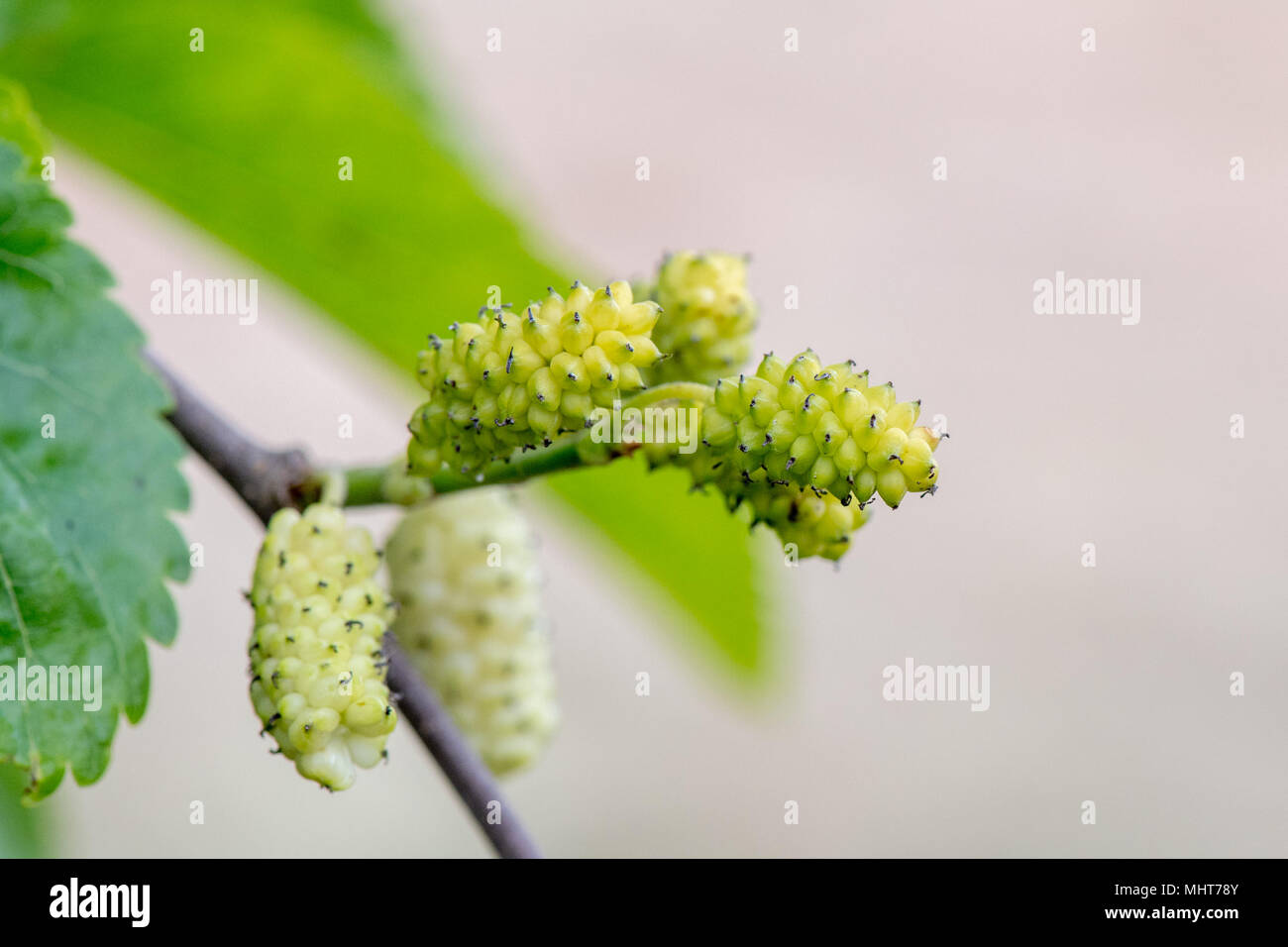 Unripe mulberry hi-res stock photography and images - Alamy