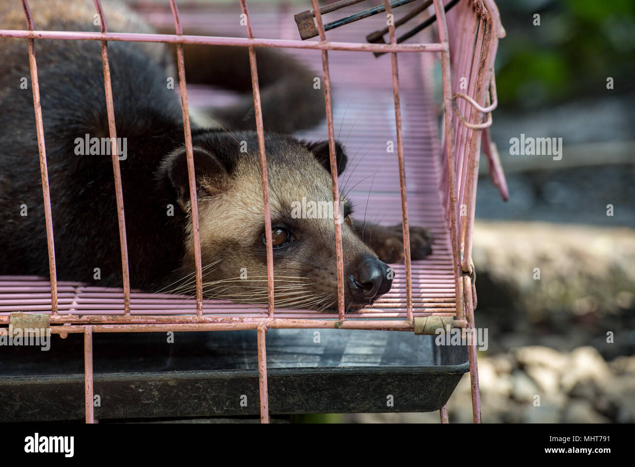 Mongoose Kopi luwak is coffee that includes part-digested coffee ...