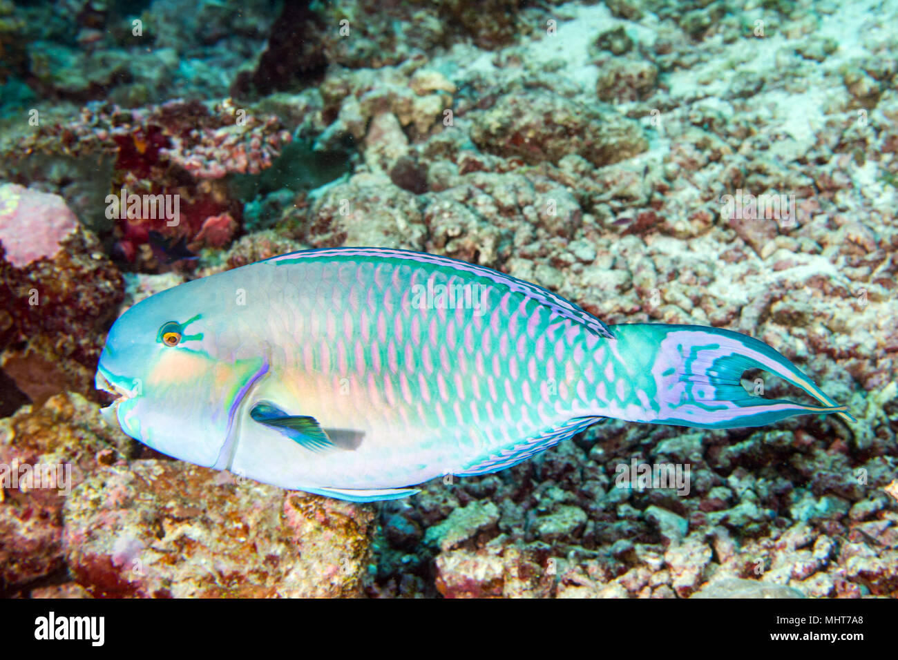Saltwater Parrot Fish