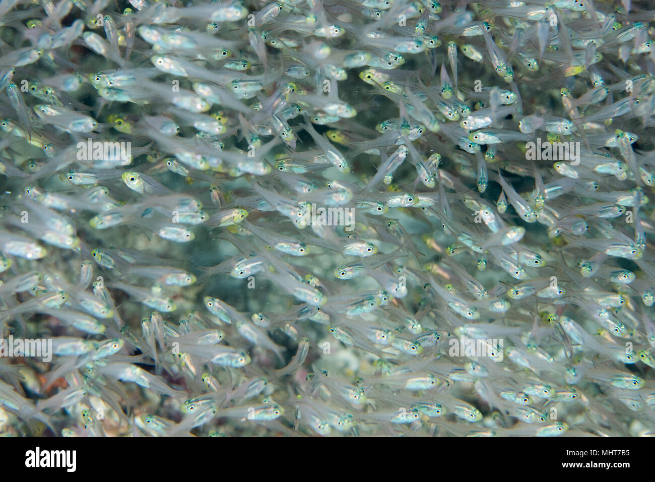 enormous school of very small Glass fishes Stock Photo - Alamy