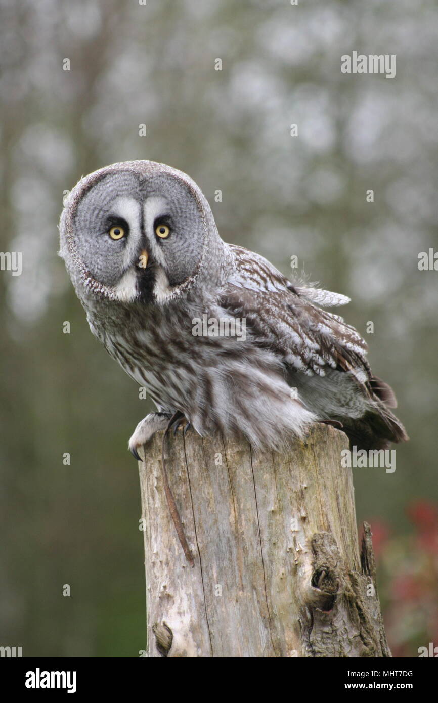 Great Grey Owl perched on stump Stock Photo - Alamy