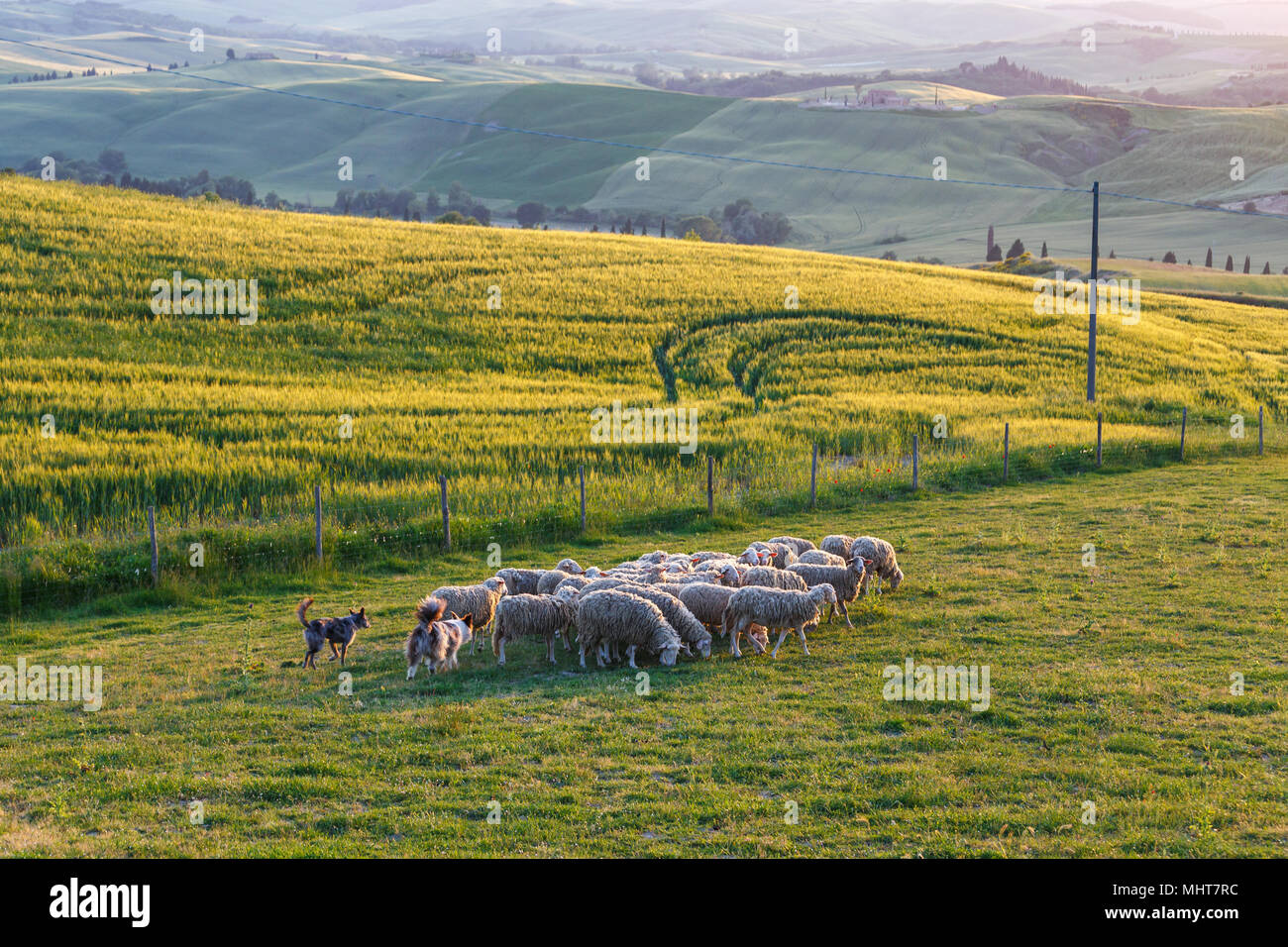 Haystack on a field in Tuscany Stock Photo - Alamy