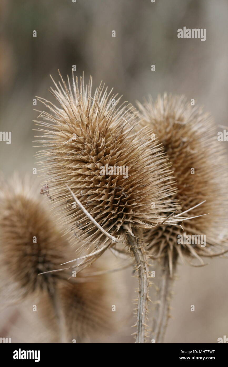 Dipsacus Fullonum Teasel Heads High Resolution Stock Photography and ...