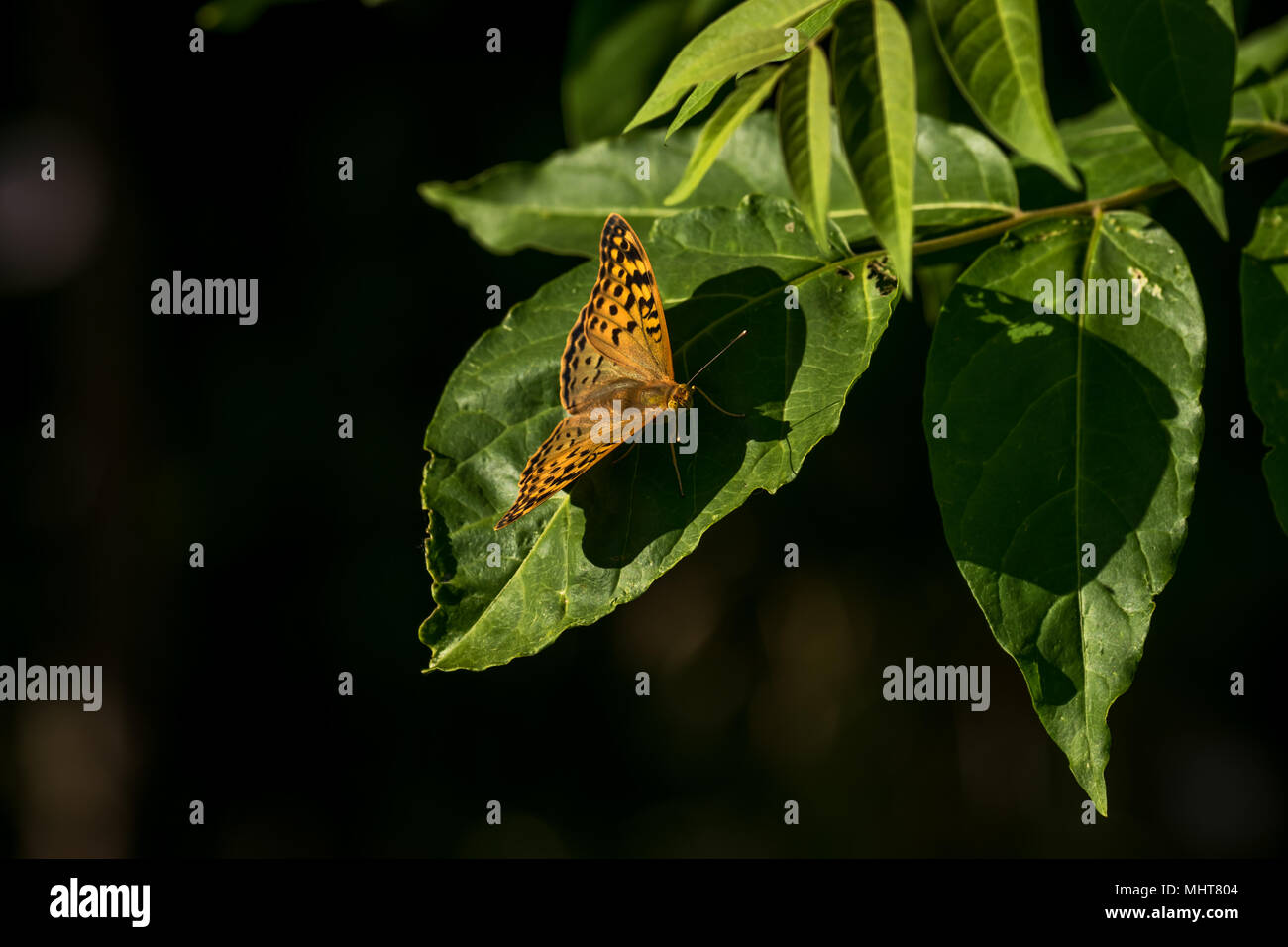 Monarch cute butterfly hi-res stock photography and images - Alamy
