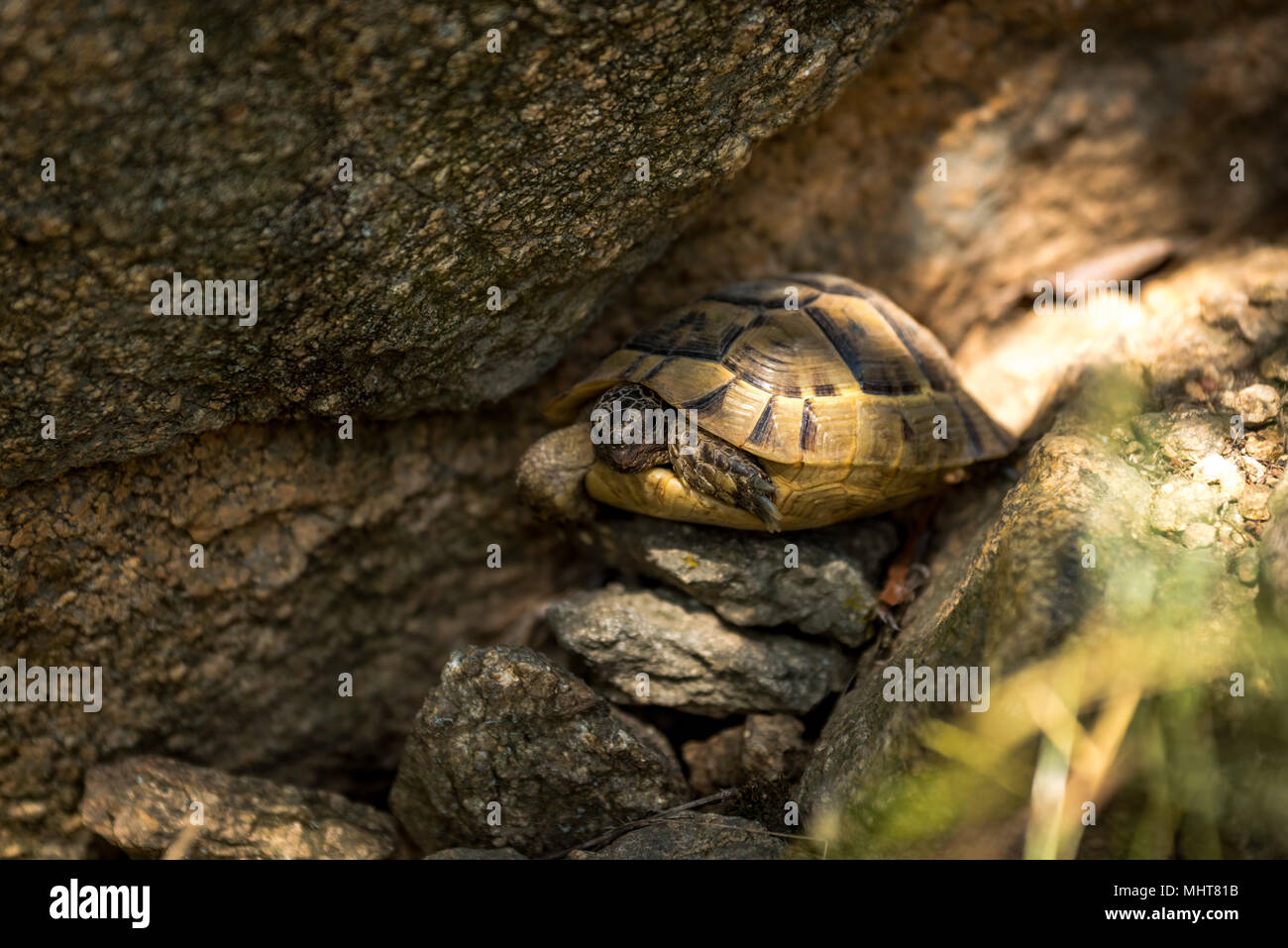 Moorish Tortoise High Resolution Stock Photography and Images - Alamy