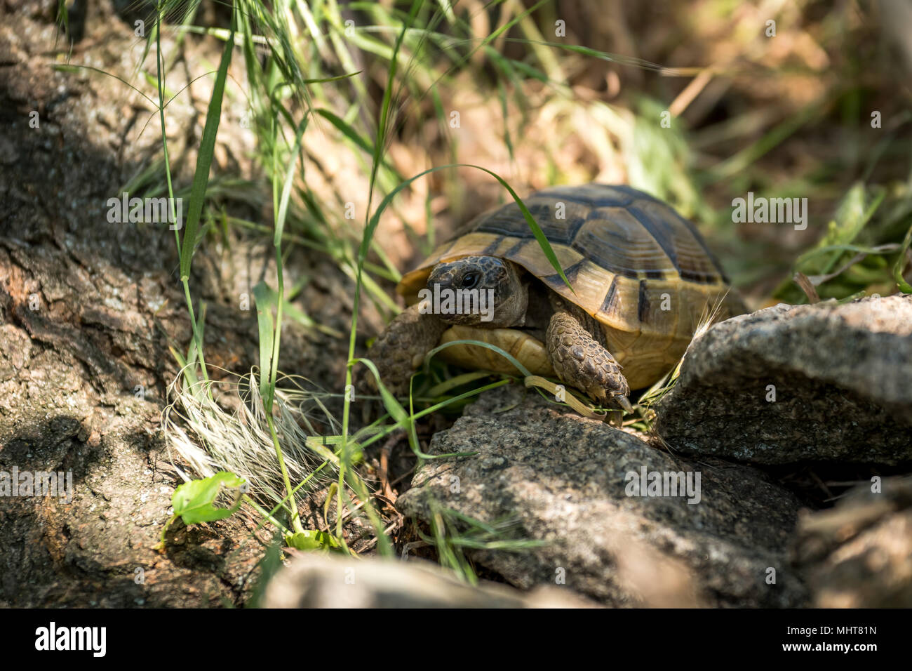 Tortoise Legs High Resolution Stock Photography and Images - Alamy