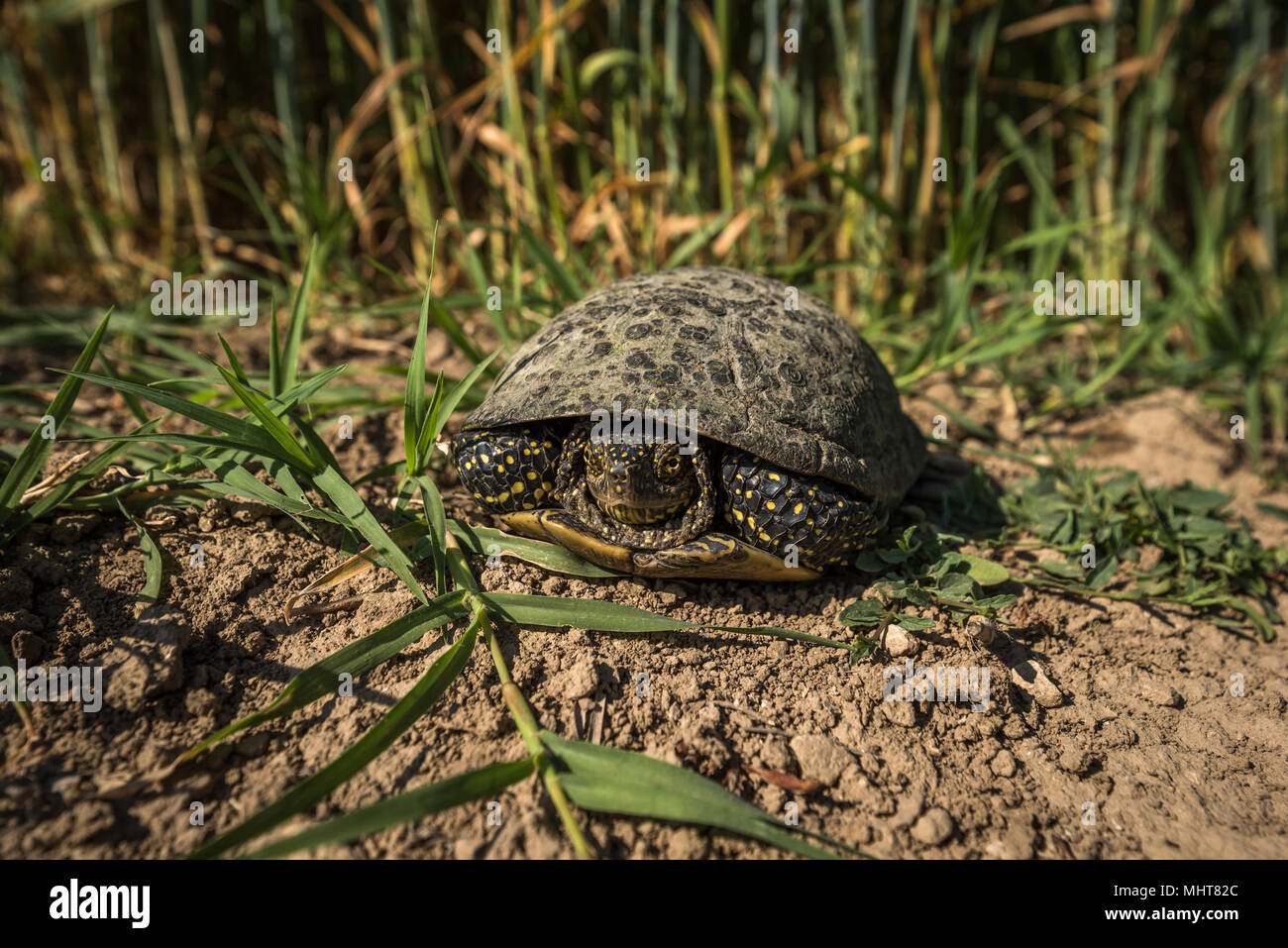 European Pond Turtle Stock Photos & European Pond Turtle Stock Images ...