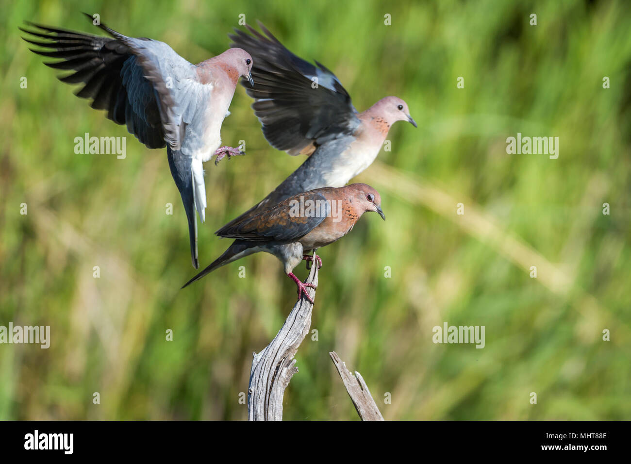 Laughing dove in Kruger national park, South Africa ;Specie ...