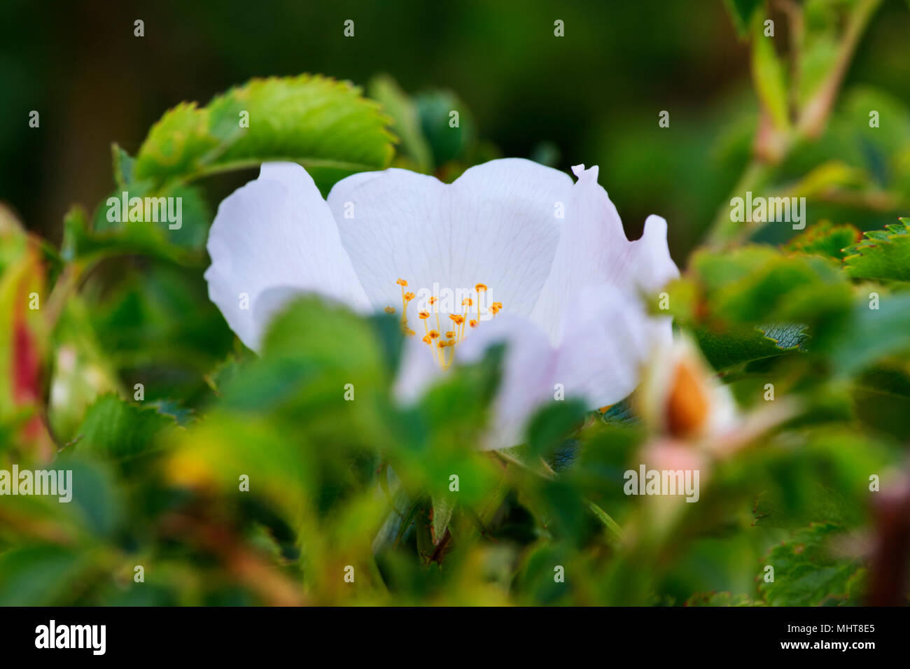 A blossomed white dog rose- rosa canina -comes out from the leaves, the ...