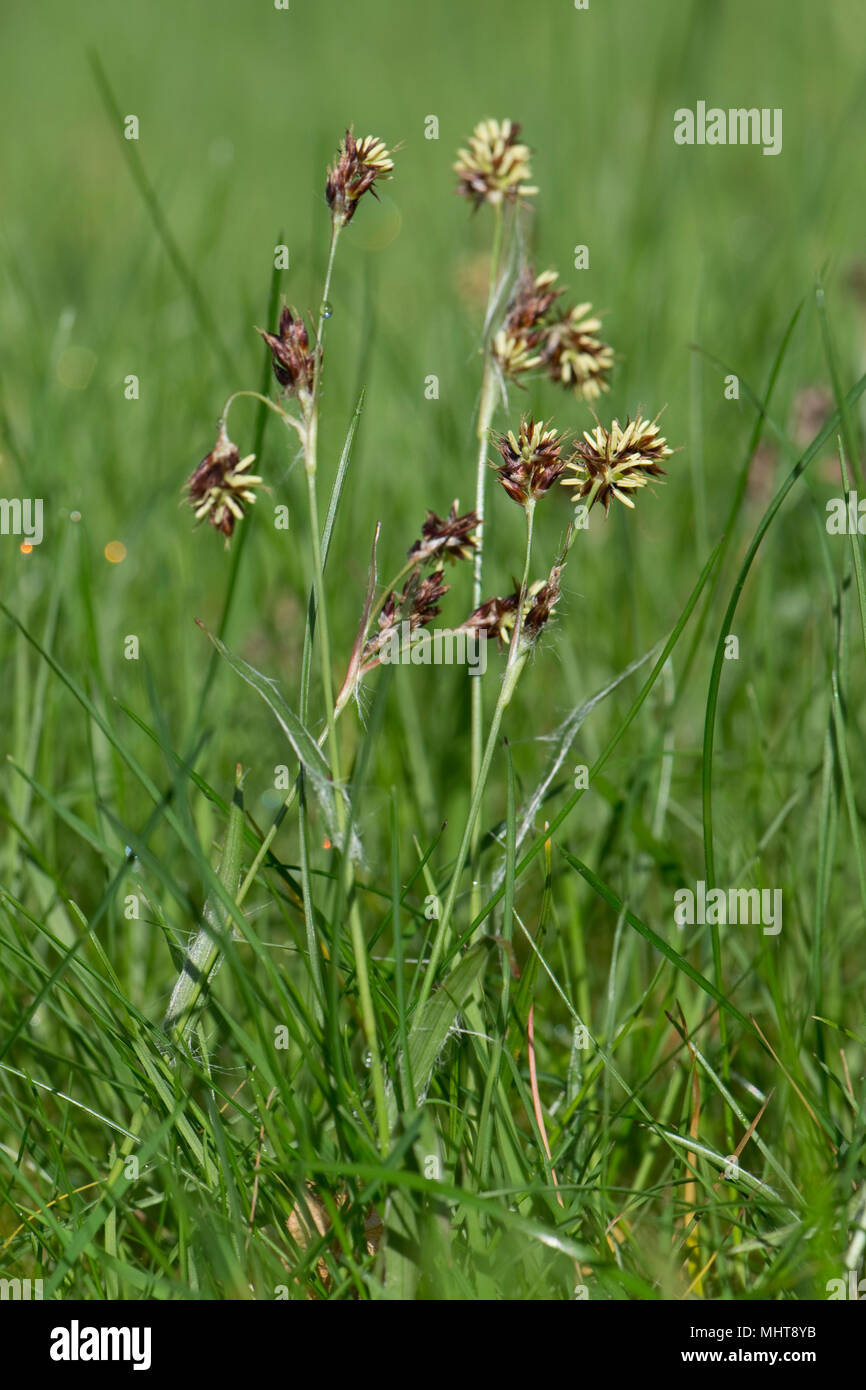 Woodrush lawn hi-res stock photography and images - Alamy