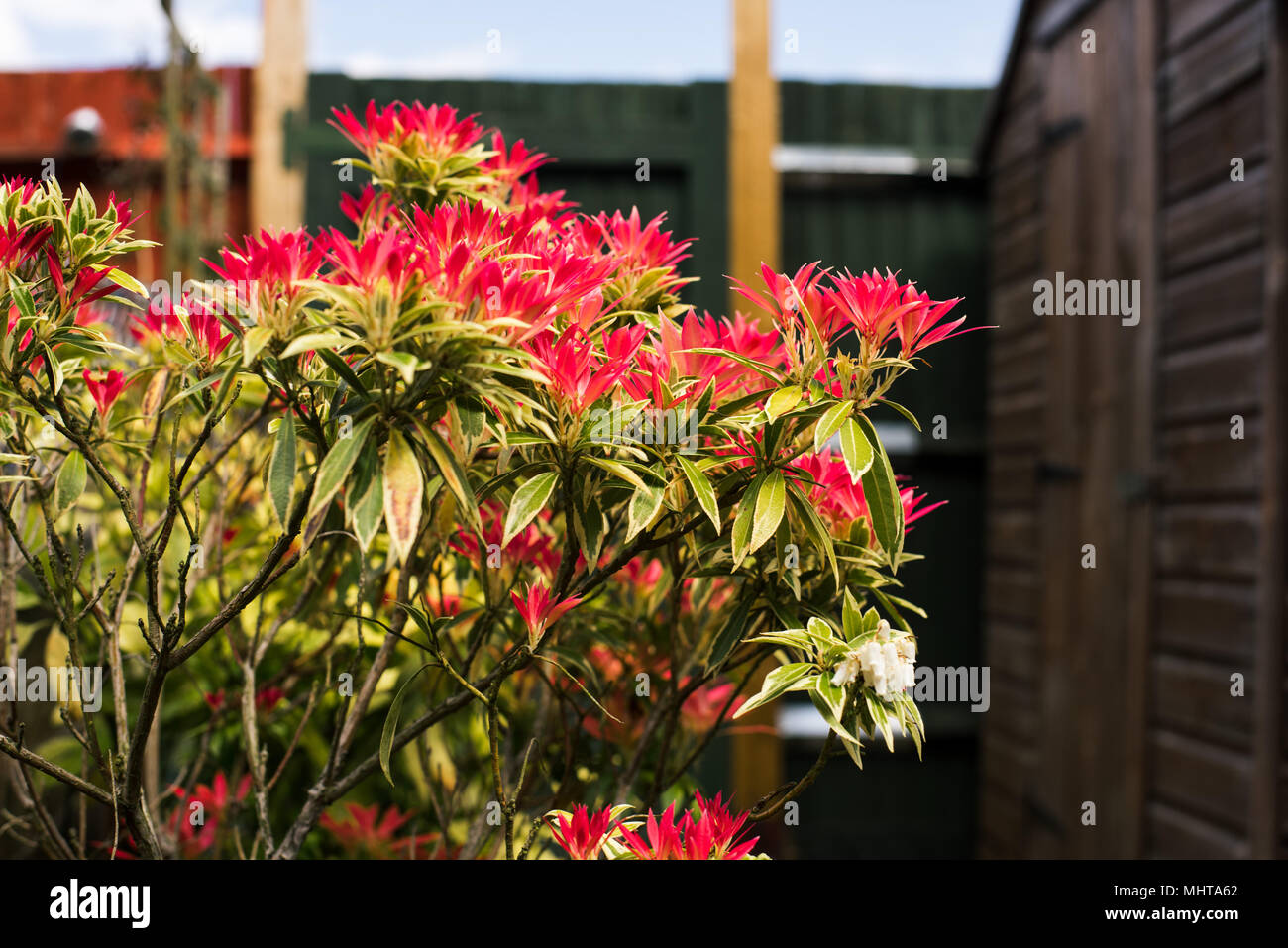 Green shrub in foreground hi-res stock photography and images - Alamy