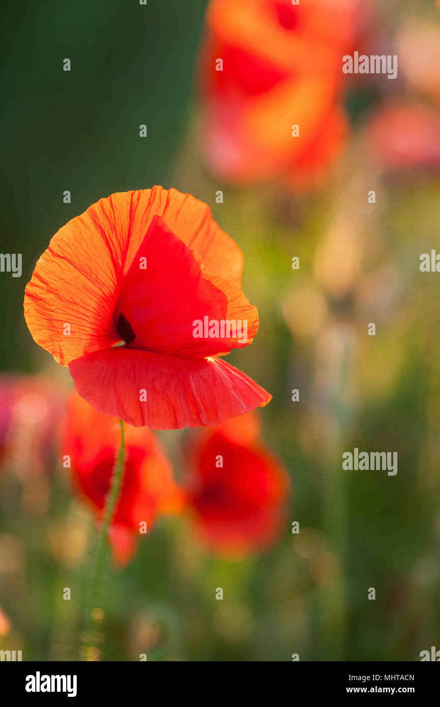 Nature, spring, summer, blooming flowers concept - Beautiful red poppy ...