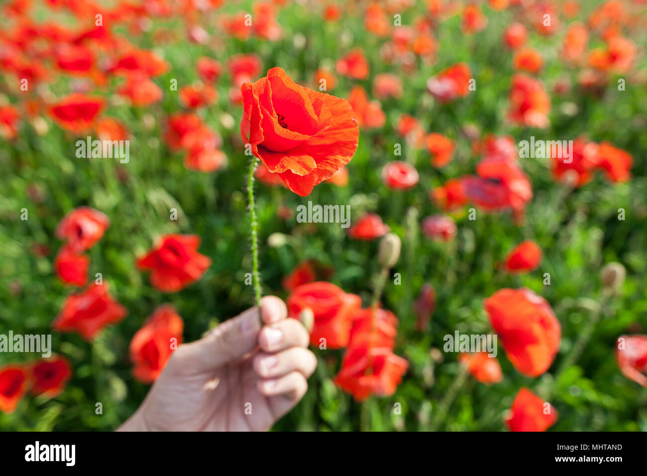 Hand holding poppy hi-res stock photography and images - Alamy
