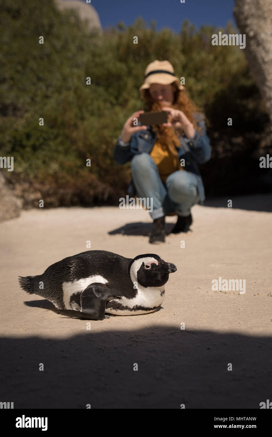 Woman clicking picture of penguin with mobile phone Stock Photo - Alamy