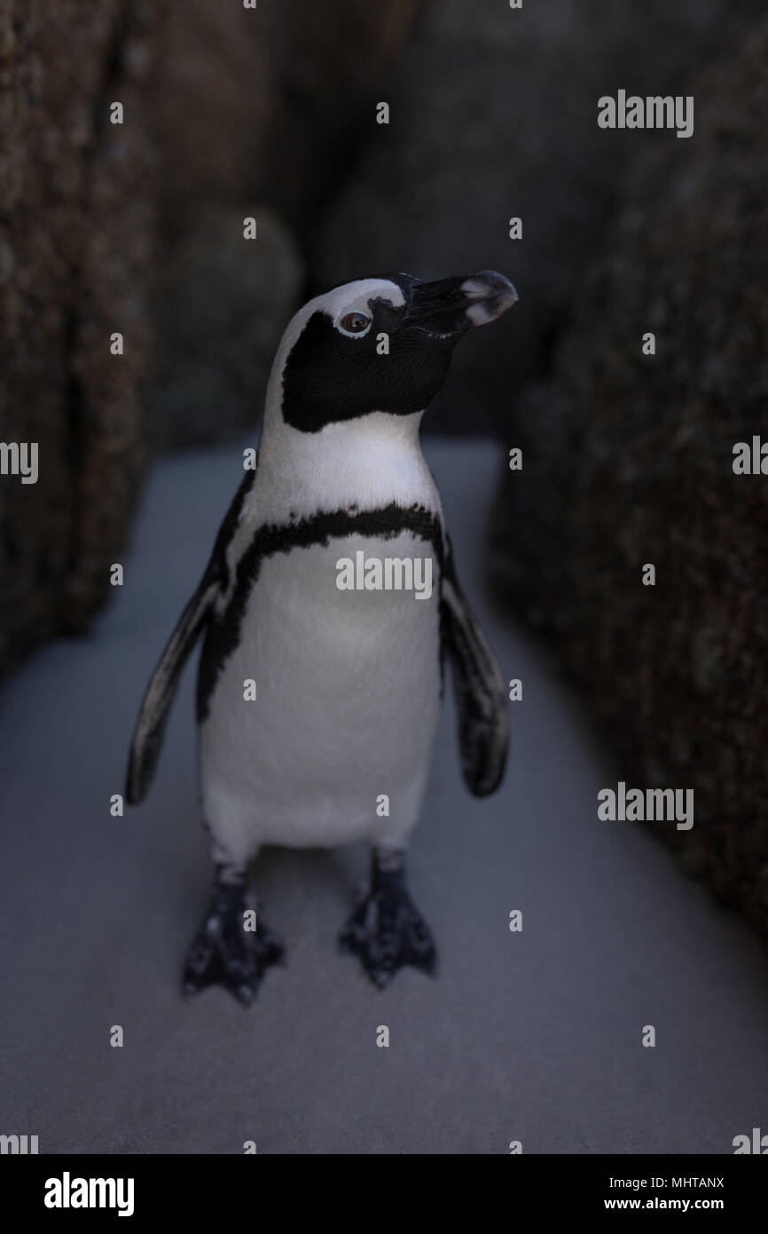Penguin on beach Stock Photo - Alamy
