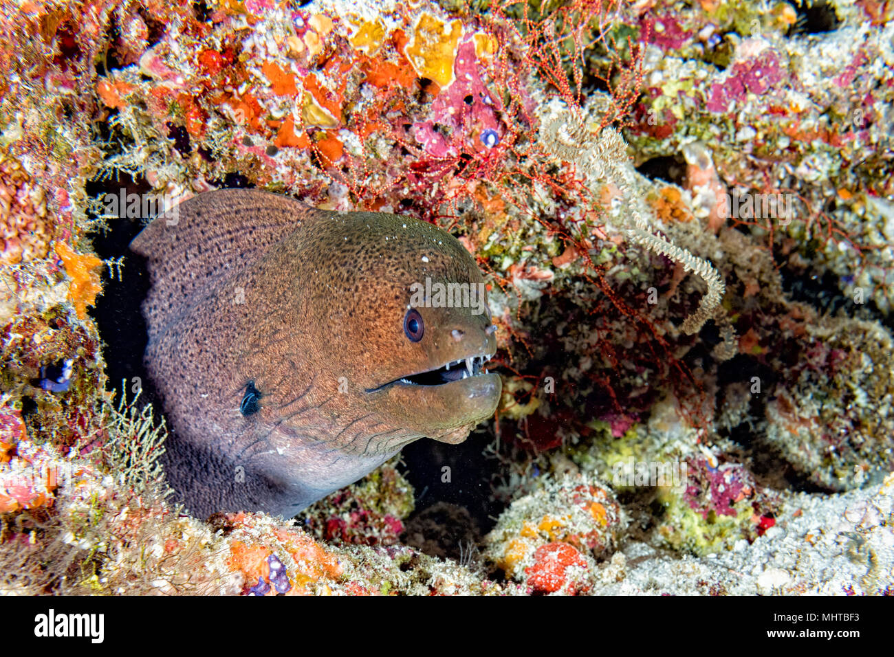 Maldives red moray eel hi-res stock photography and images - Alamy
