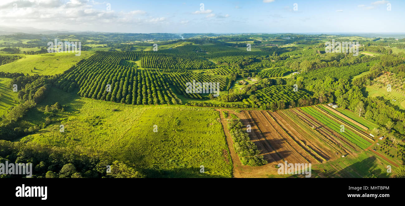 Macadamia tree australia hi-res stock photography and images - Alamy