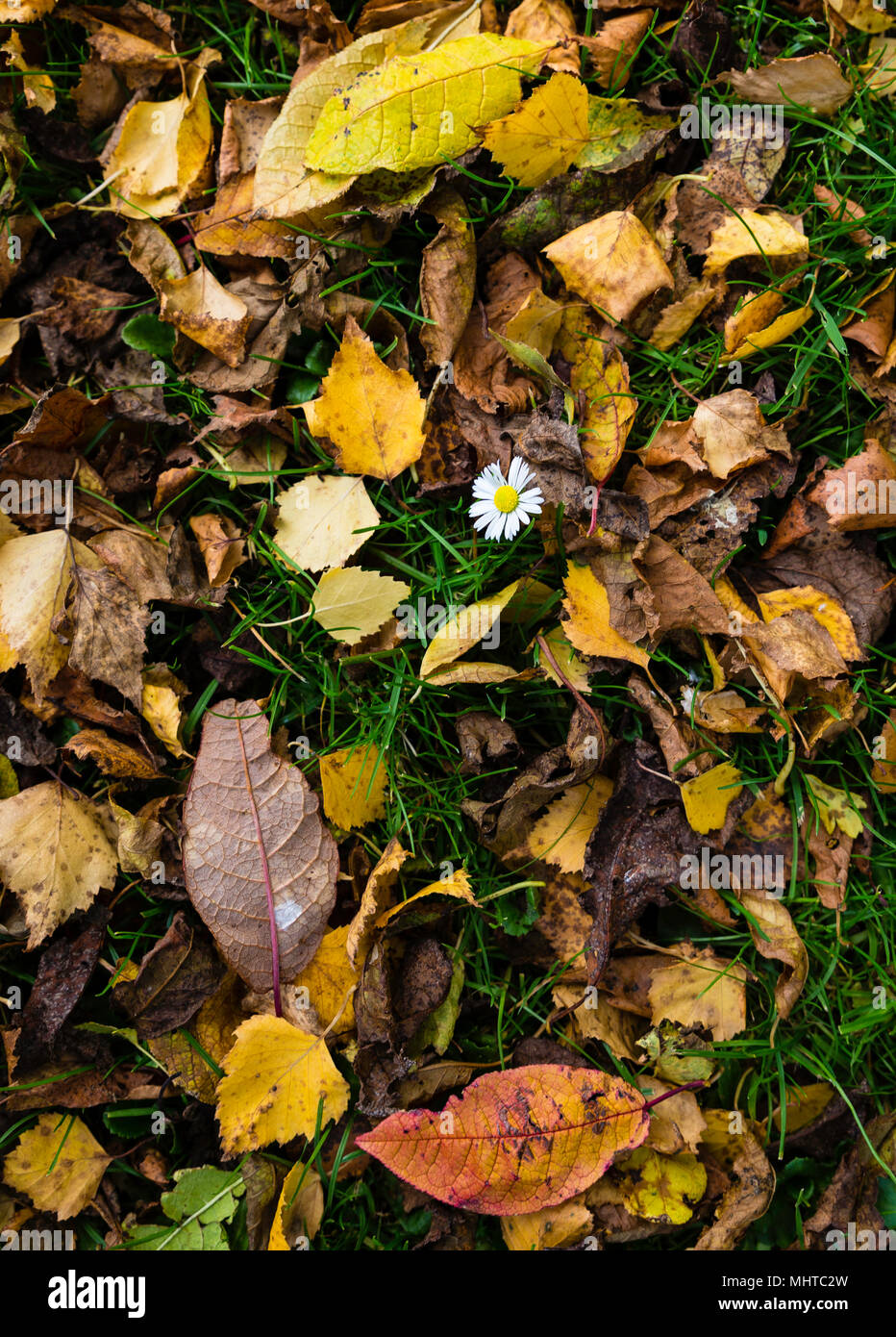 One flower finds its way through the fall leaves gathering on the ...