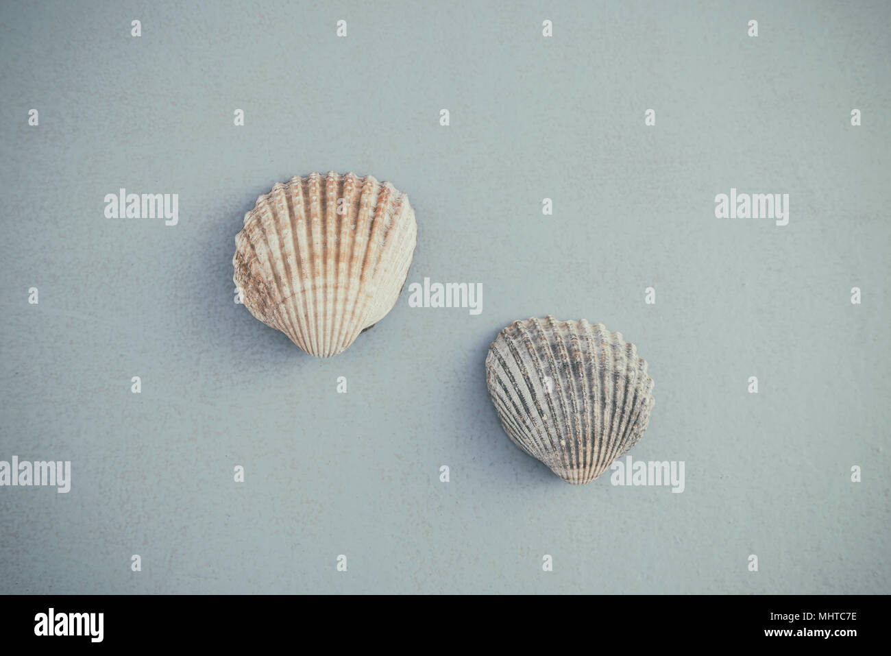 Sea shells seashells hi-res stock photography and images - Alamy