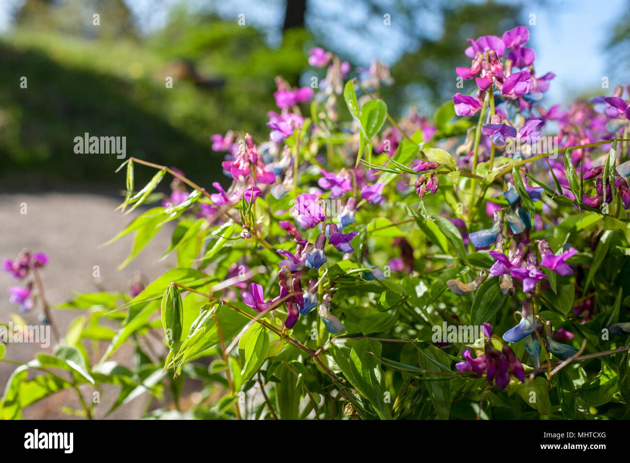 Native siberia hi-res stock photography and images - Alamy
