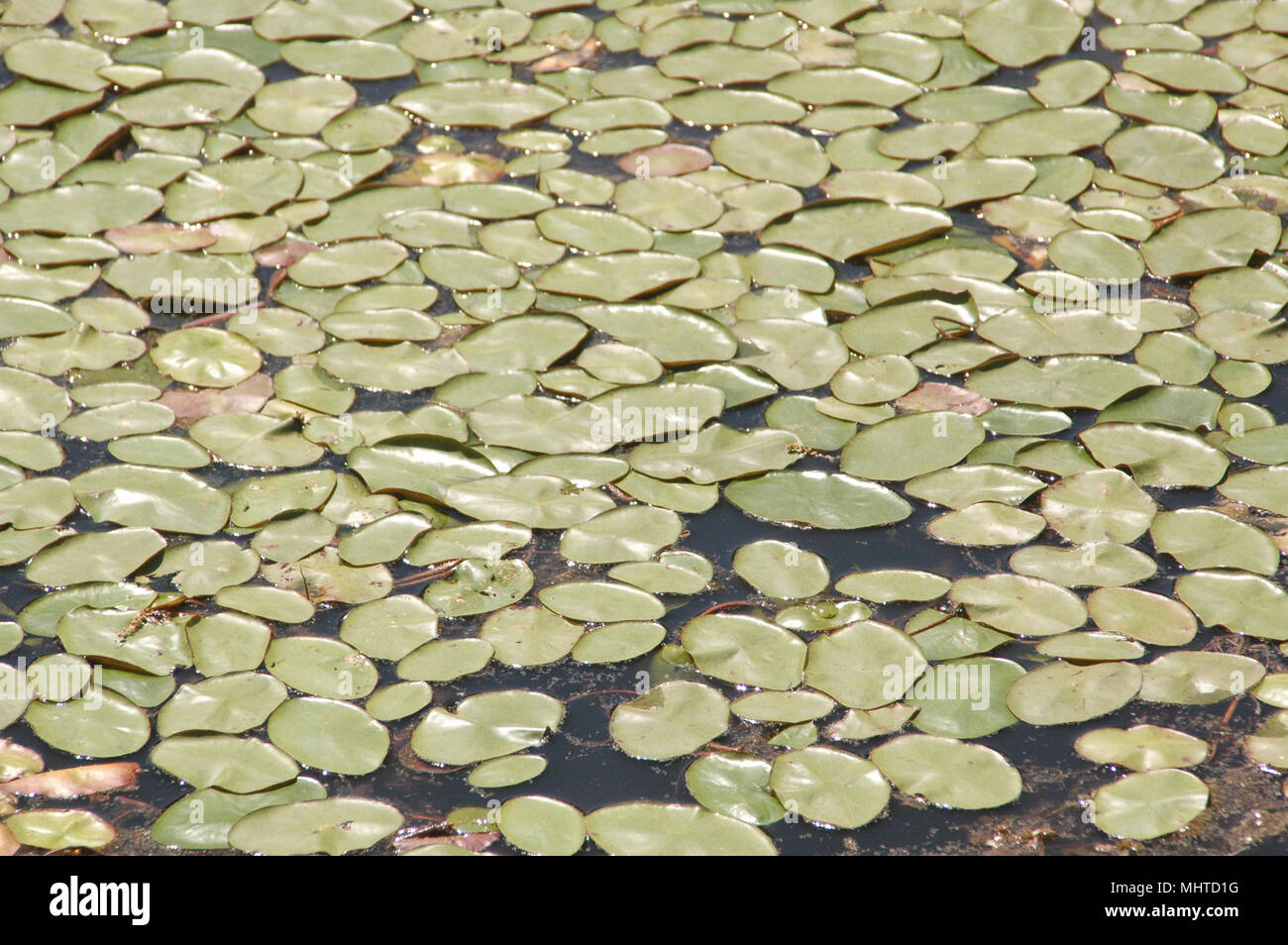 Hardy water lily hi-res stock photography and images - Alamy
