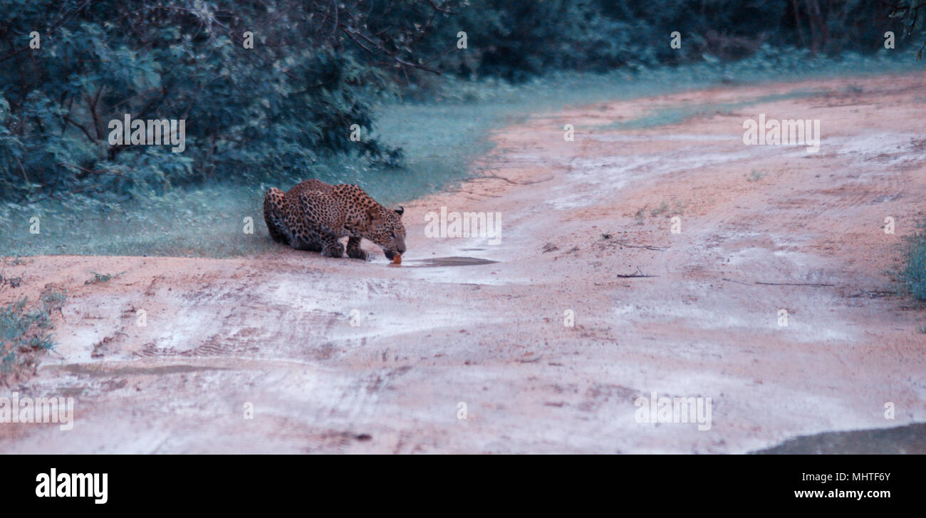 Leopard, Yala, Sri Lanka Stock Photo - Alamy