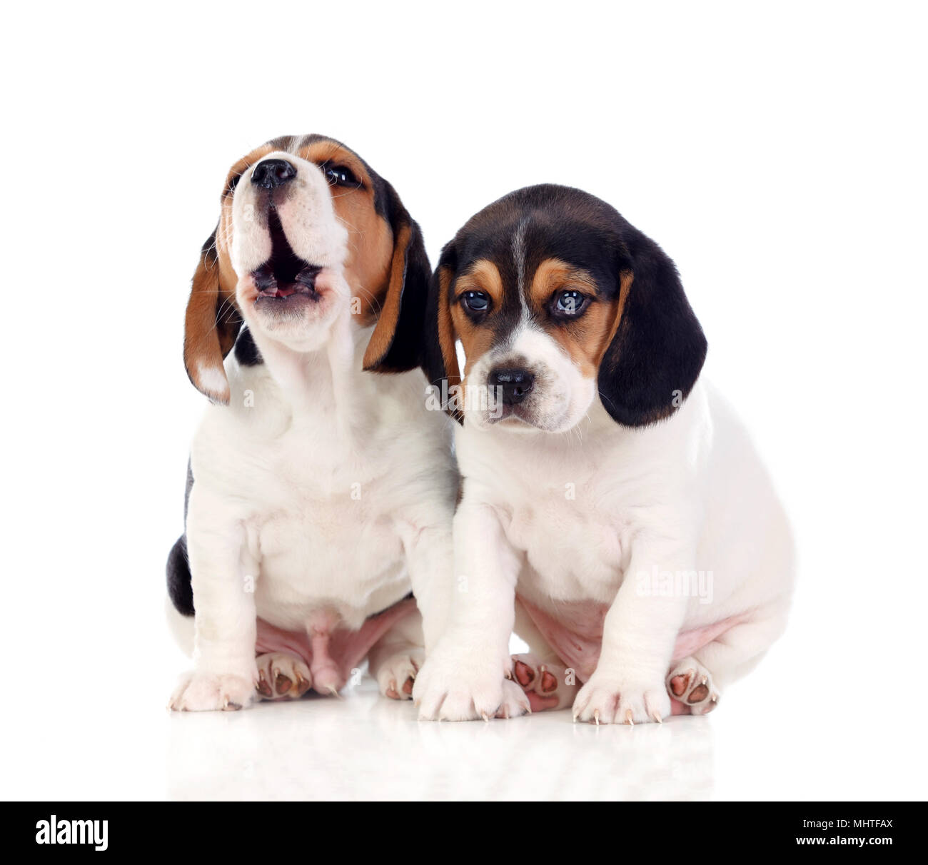 Two beautiful beagle puppies isolated on a white background Stock Photo ...