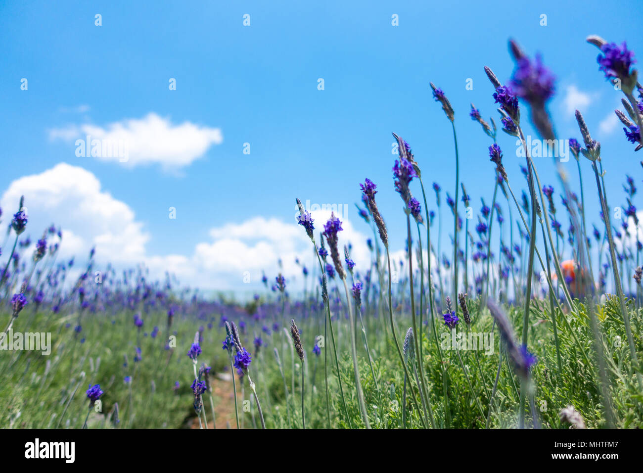 Cau dat hi-res stock photography and images - Alamy