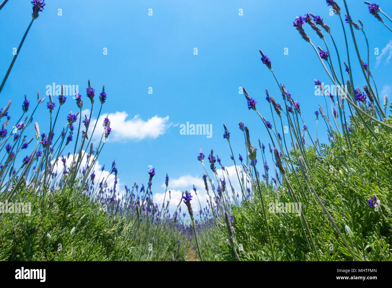 Bee in flower slow motion hi-res stock photography and images - Alamy