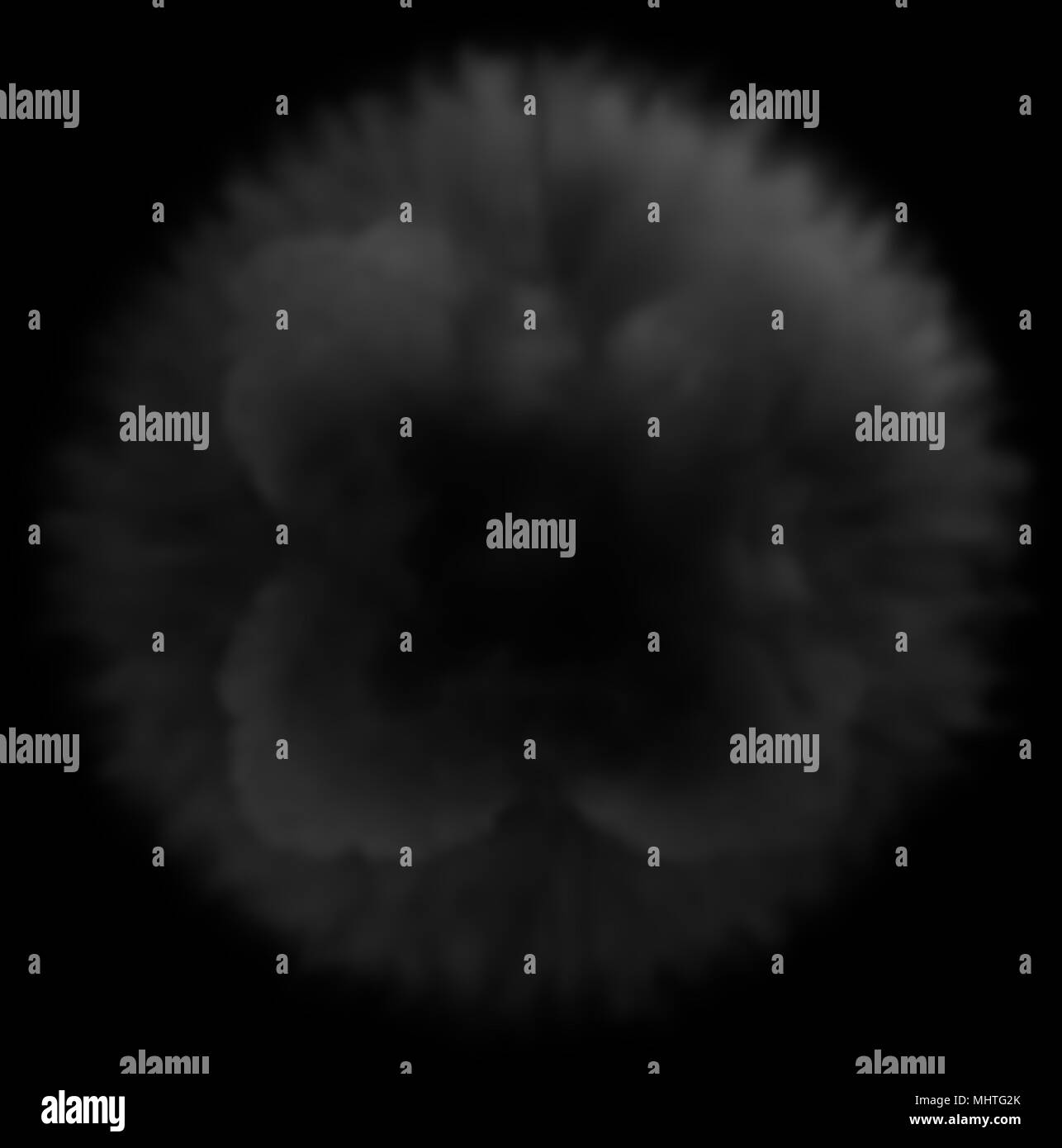 Rose on top Black and White Stock Photos & Images - Alamy