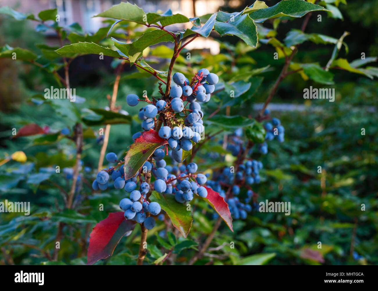 Decorative bush with blue berries. For square, park, garden Stock Photo ...