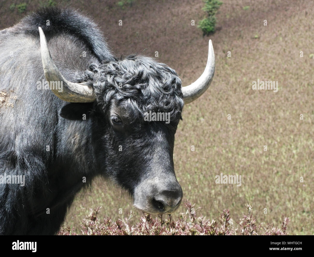 Head of yak, Himalayan wild cow, Bhutan Stock Photo - Alamy