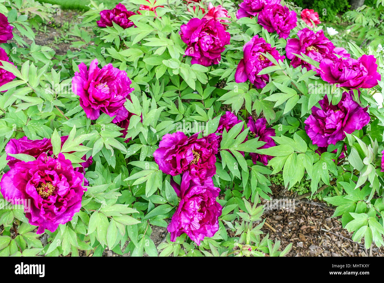 Paeonia suffruticosa " Kamata Nishiki ", Japanese Tree Peony, Peonies ...