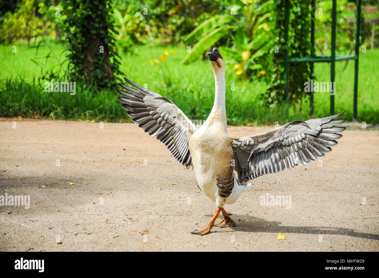 White and gray goose spreading its wings and waling on rural road of ...